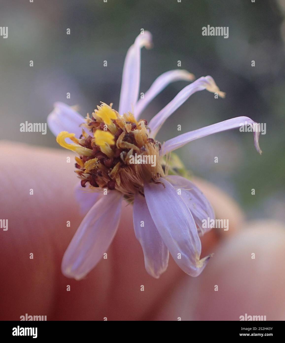 Fine Felicia (Felicia filifolia Stock Photo - Alamy