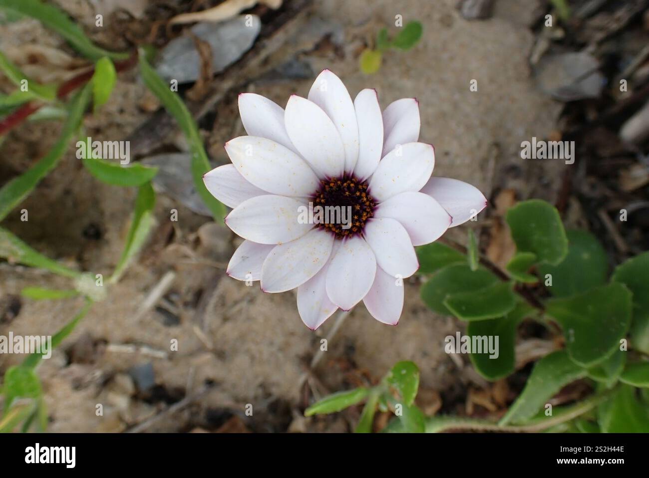trailing African daisy (Dimorphotheca fruticosa Stock Photo - Alamy