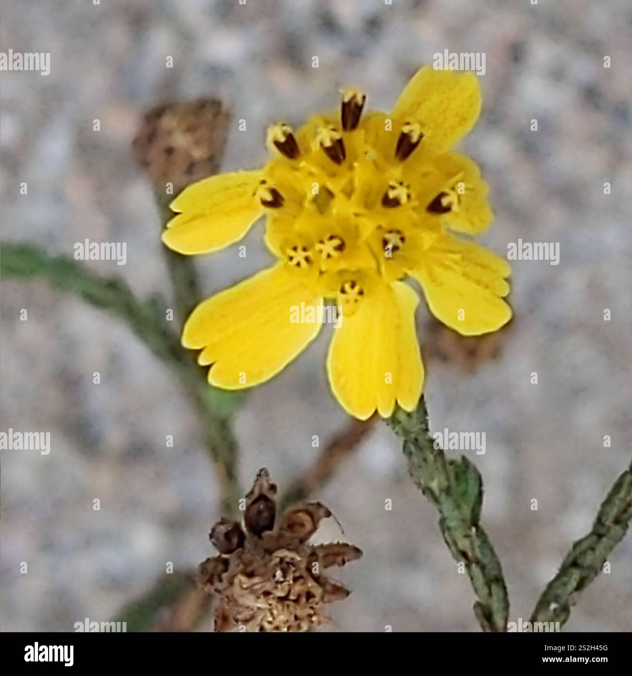 San Diego Tarweed (Deinandra paniculata Stock Photo - Alamy