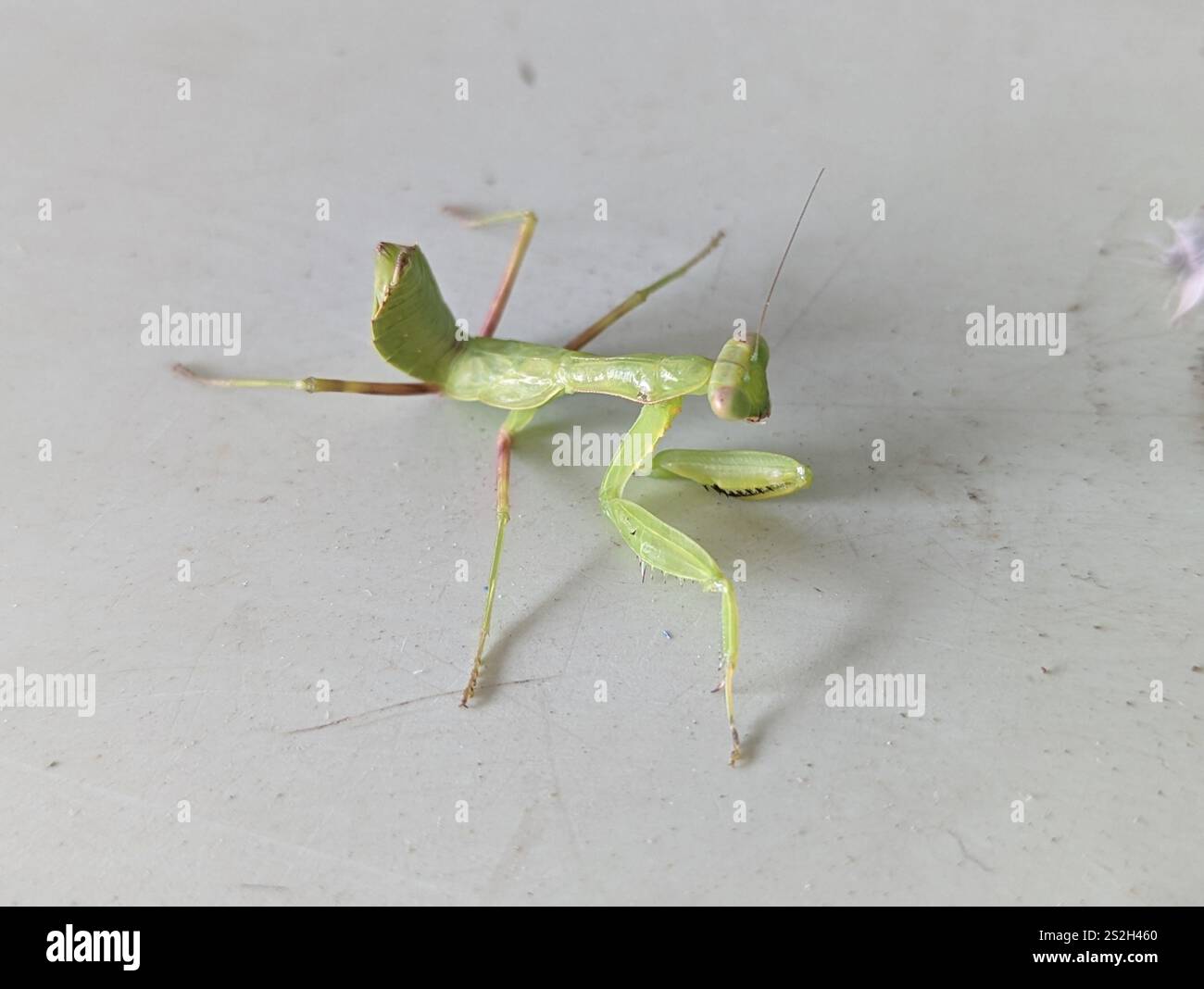 Giant Asian Mantis (Hierodula patellifera Stock Photo - Alamy