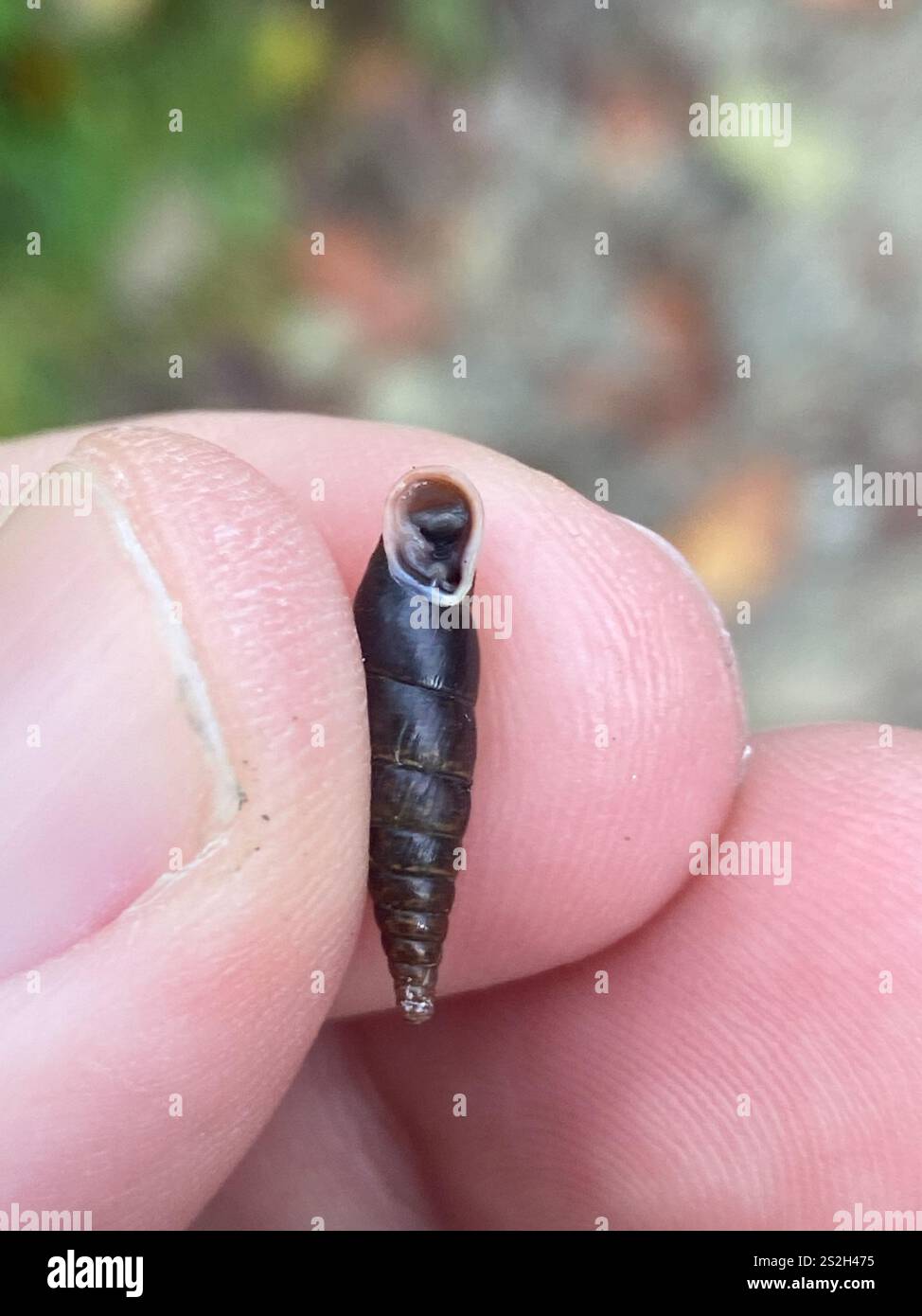 Plaited Door-snail (Cochlodina laminata Stock Photo - Alamy