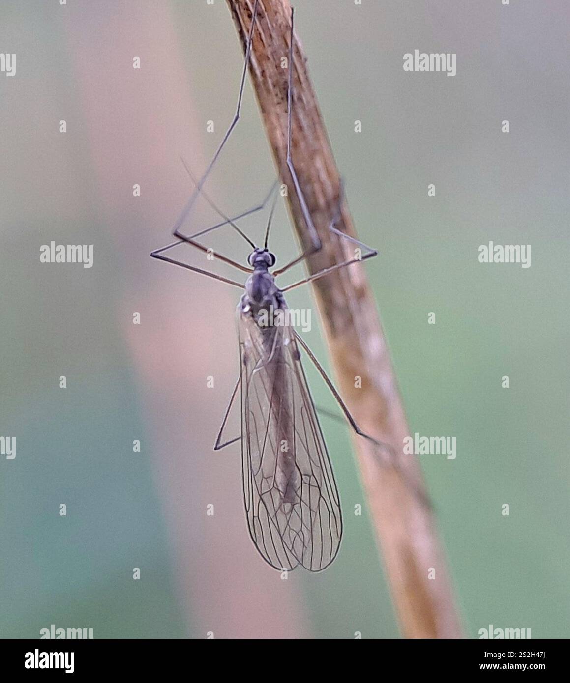 Winter Crane Flies (Trichoceridae Stock Photo - Alamy