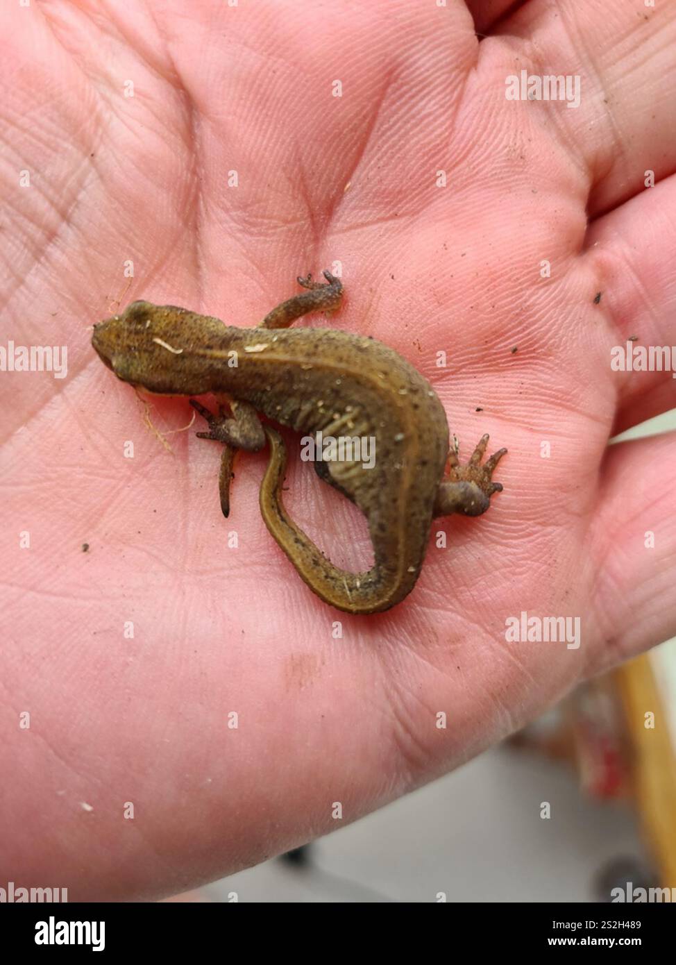 Palmate Newt (Lissotriton helveticus Stock Photo - Alamy