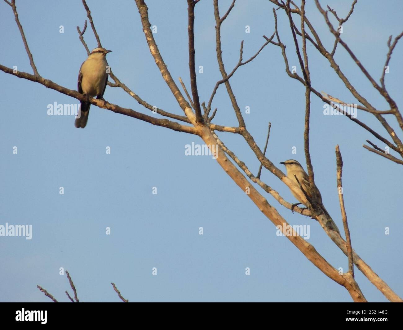 Chalk-browed Mockingbird (Mimus saturninus Stock Photo - Alamy