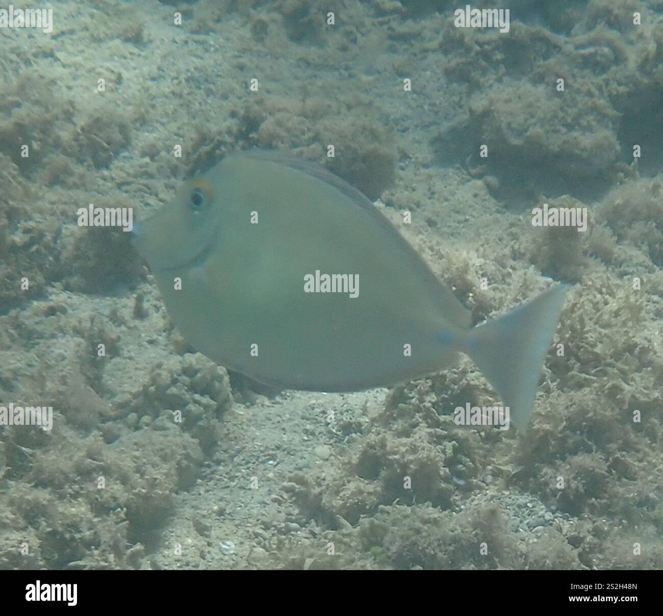 Bluespine Unicornfish (Naso unicornis Stock Photo - Alamy