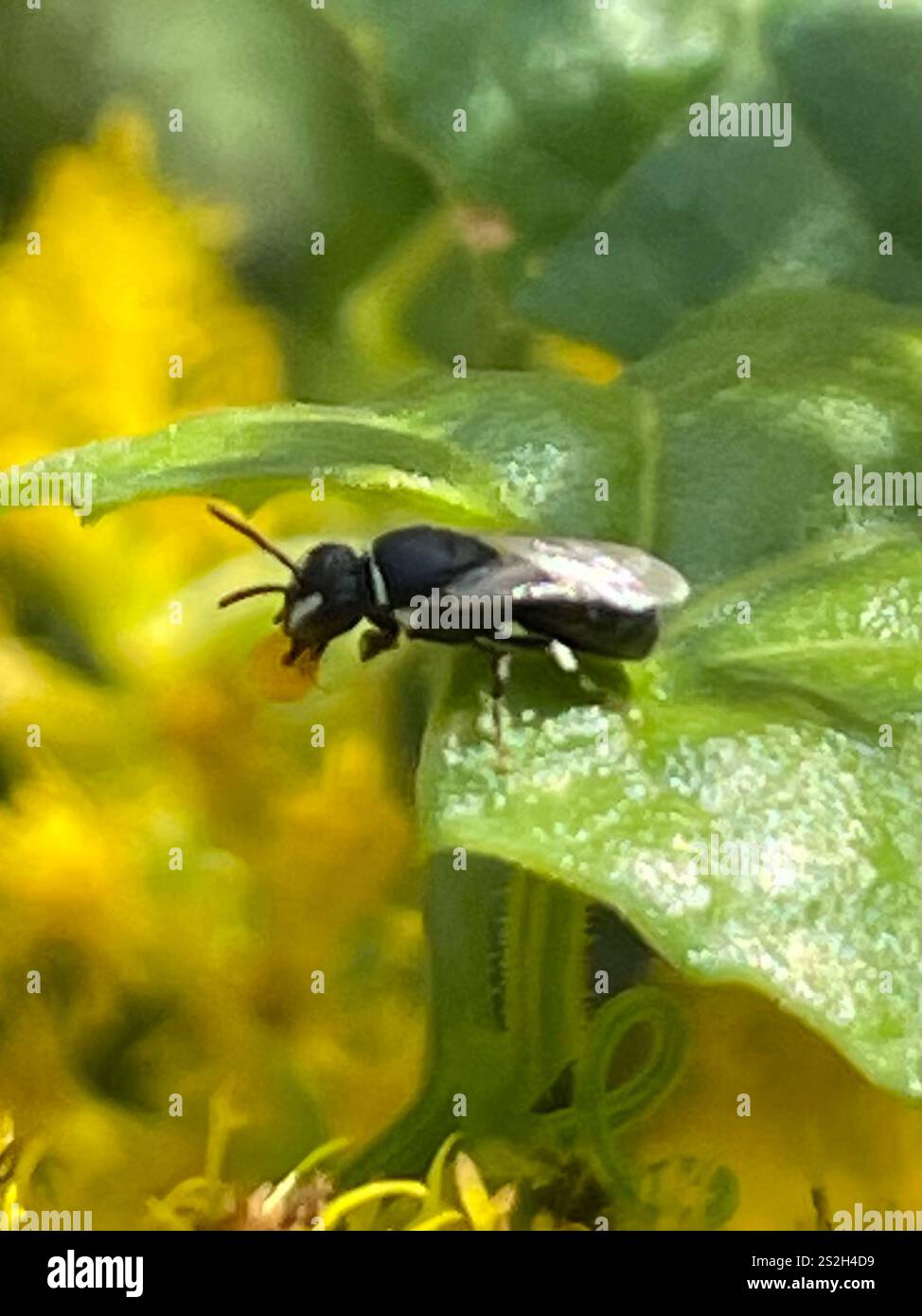 Masked Bees (Hylaeus Stock Photo - Alamy