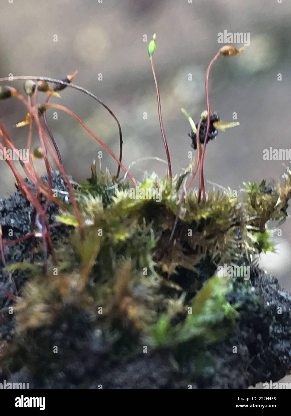 Clustered Feather-moss (Rhynchostegium confertum Stock Photo - Alamy
