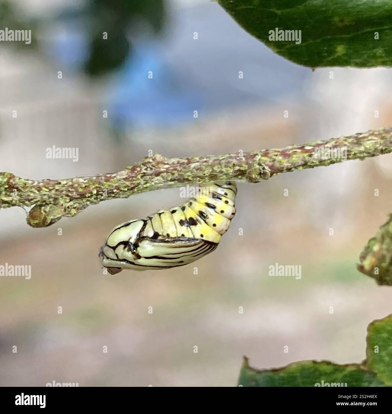 California Oak Moth (Phryganidia californica Stock Photo - Alamy