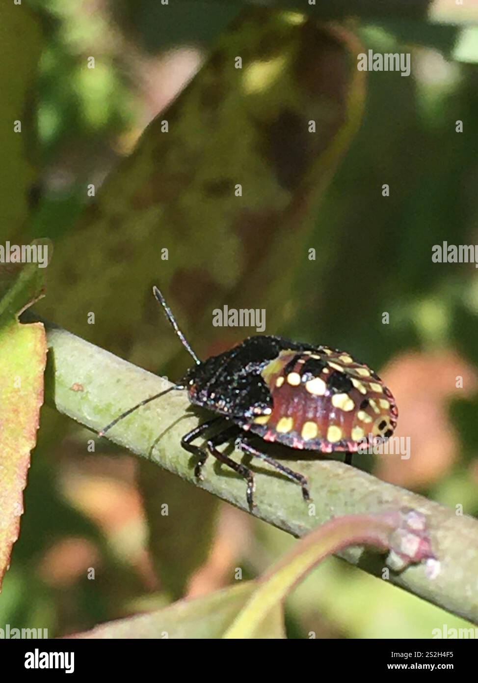 Southern Green Stink Bug (Nezara viridula Stock Photo - Alamy