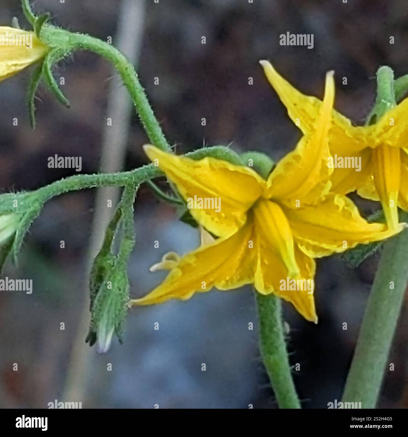 tomato (Solanum lycopersicum Stock Photo - Alamy