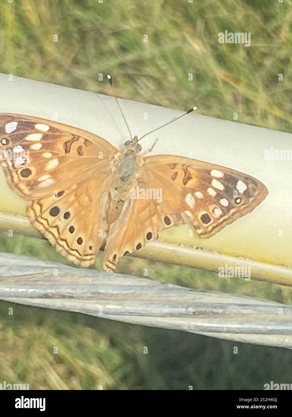 Hackberry Emperor (Asterocampa celtis Stock Photo - Alamy