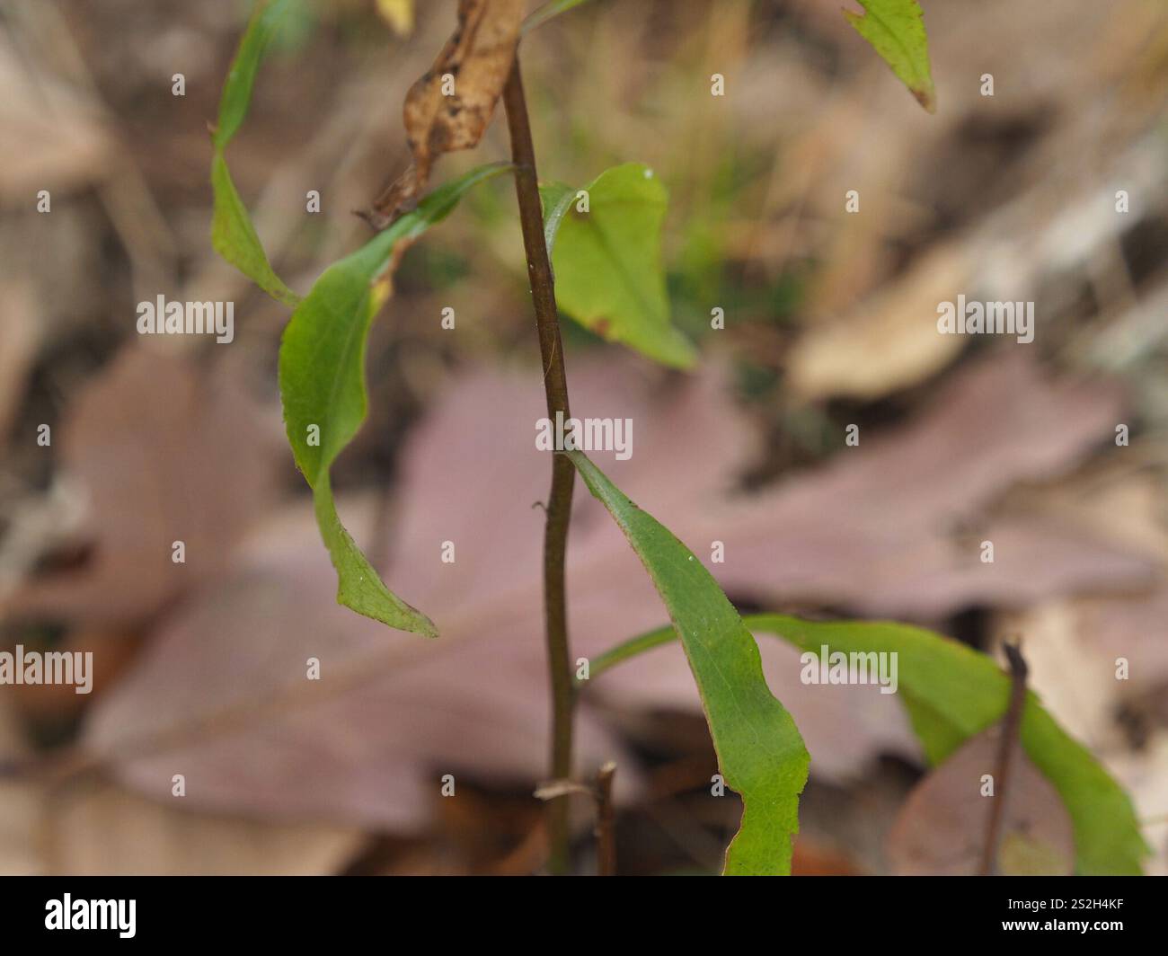 slender goldenrod (Solidago erecta Stock Photo - Alamy