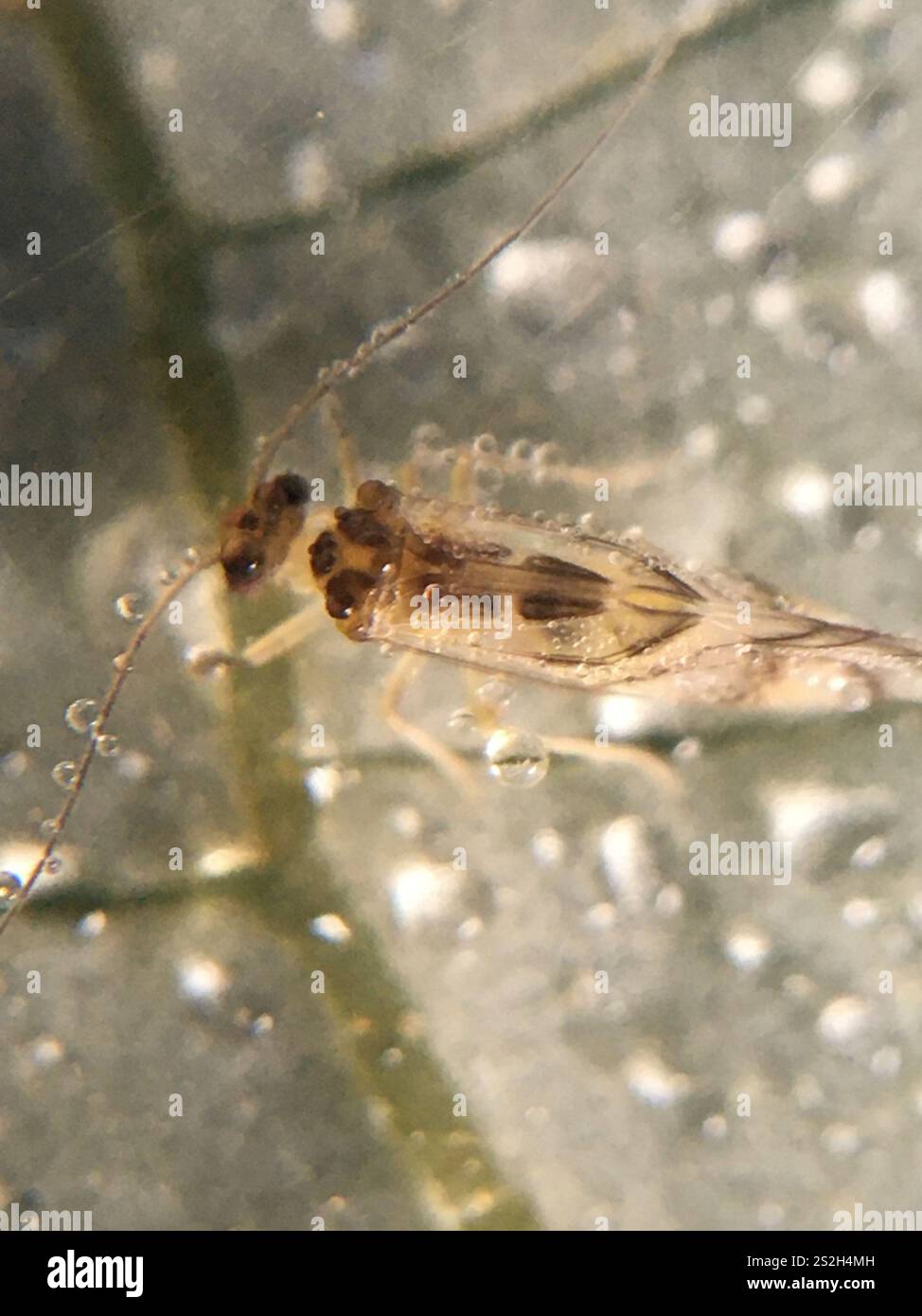 F-winged Barklouse (Graphopsocus cruciatus Stock Photo - Alamy