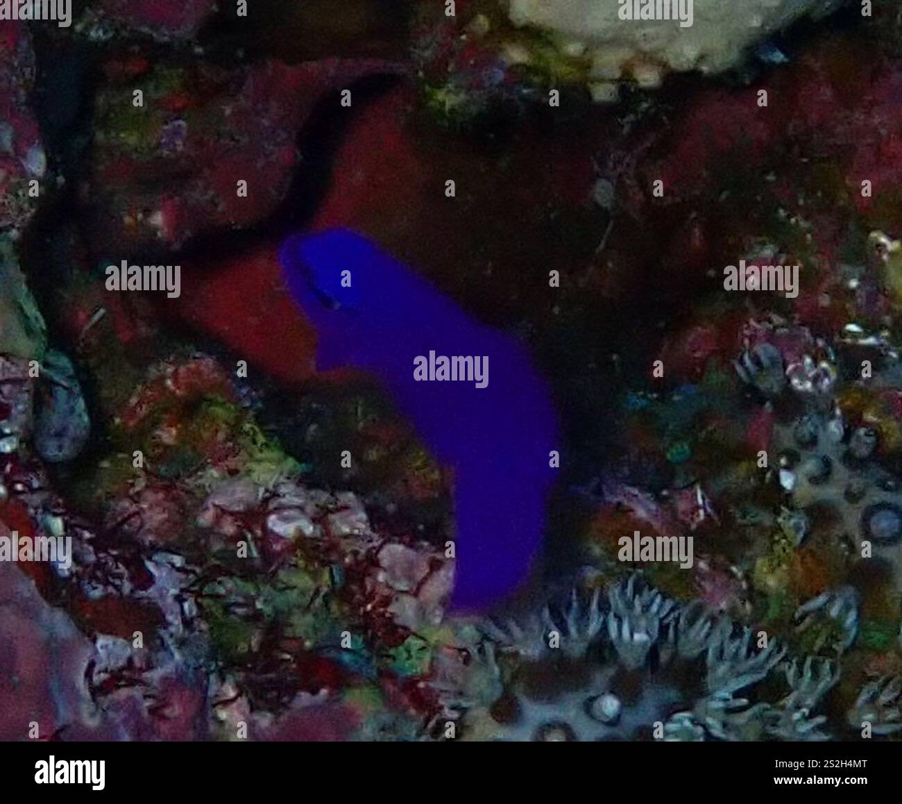 Orchid Dottyback (Pseudochromis fridmani Stock Photo - Alamy