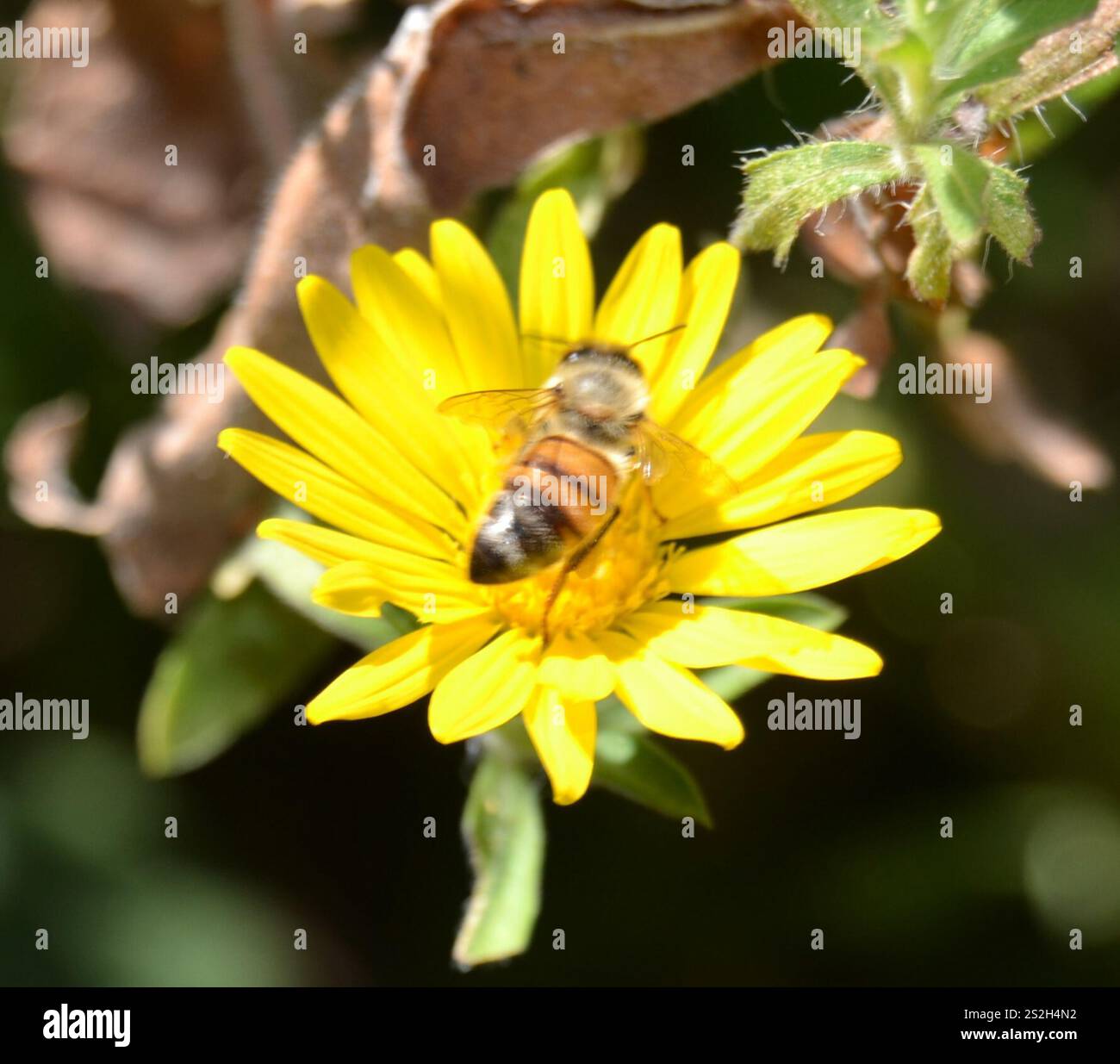 Western Honey Bee (Apis mellifera Stock Photo - Alamy