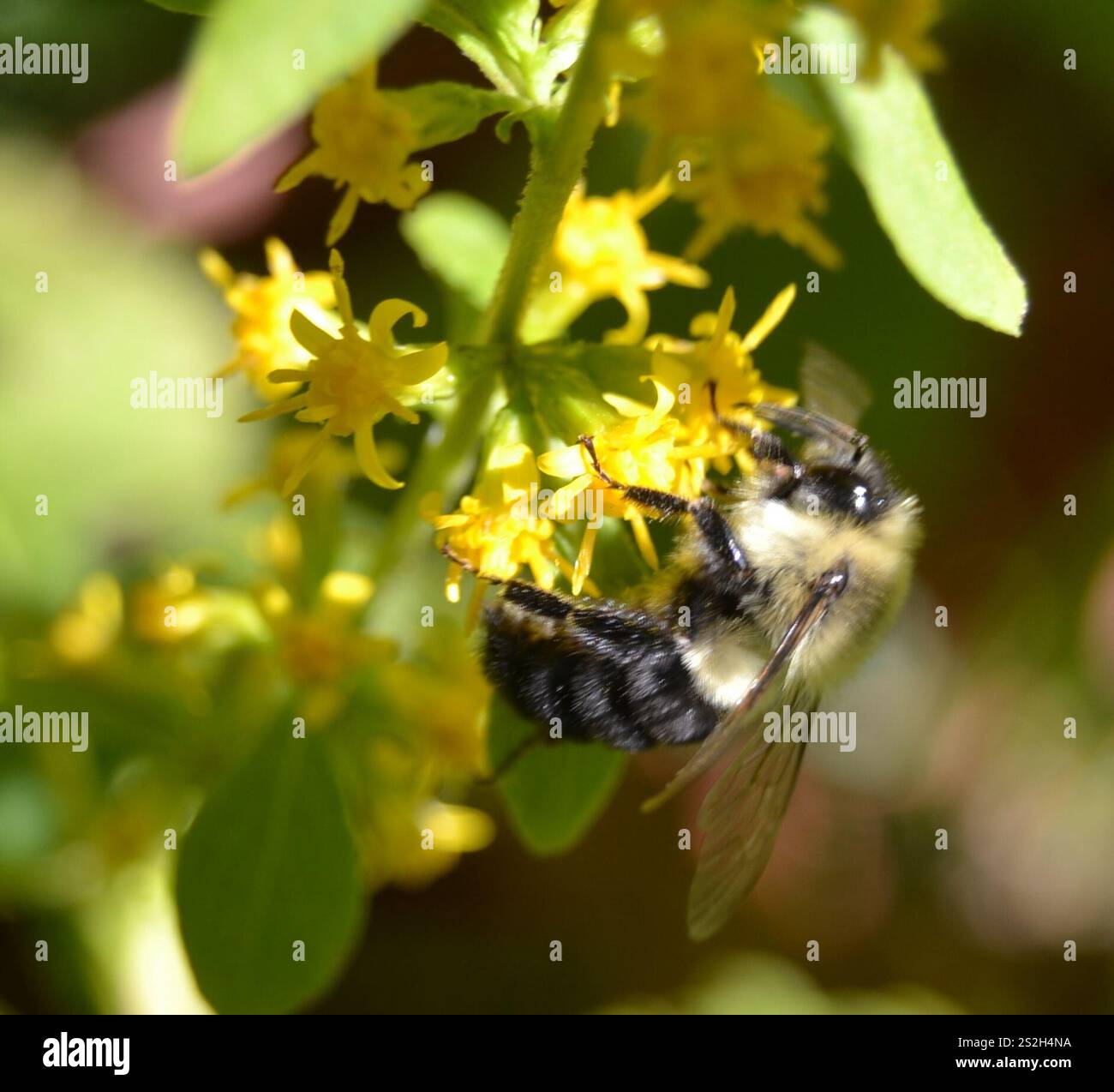 Common Eastern Bumble Bee (Bombus impatiens Stock Photo - Alamy