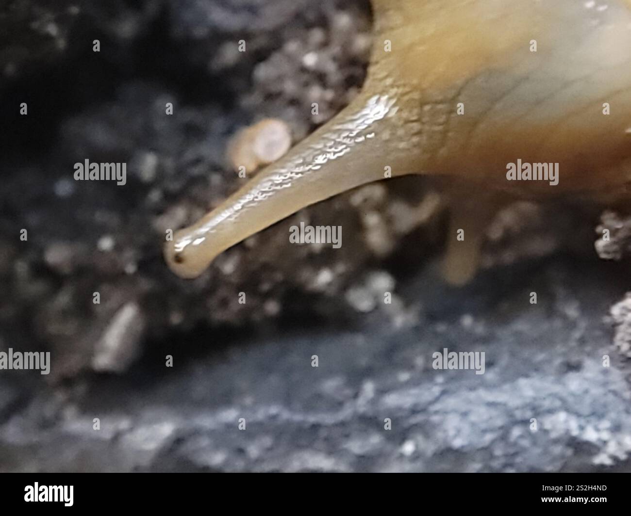 California Banana Slug (Ariolimax californicus Stock Photo - Alamy