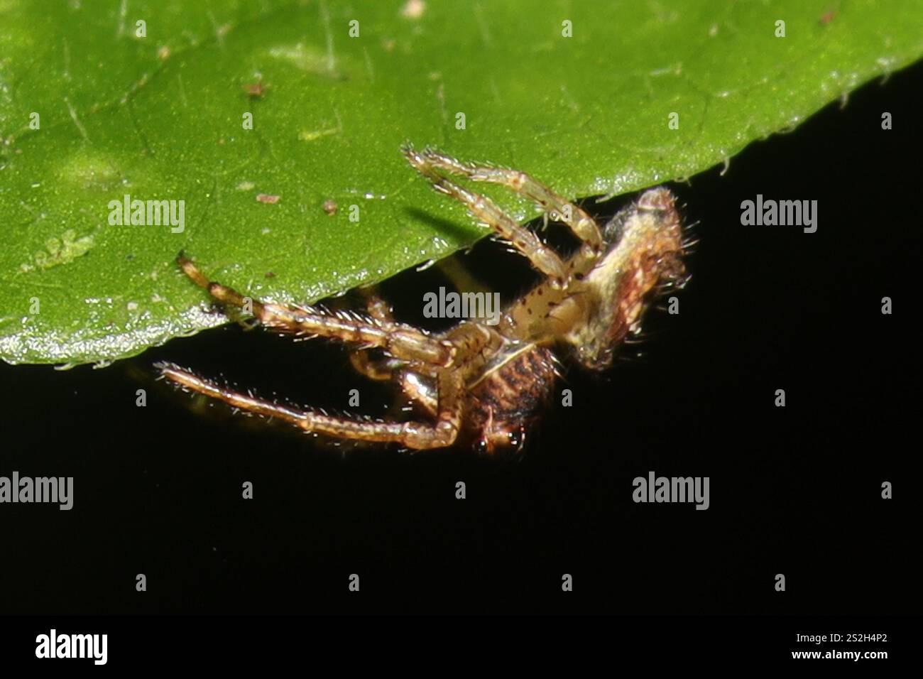 Crab Spiders (Thomisidae Stock Photo - Alamy