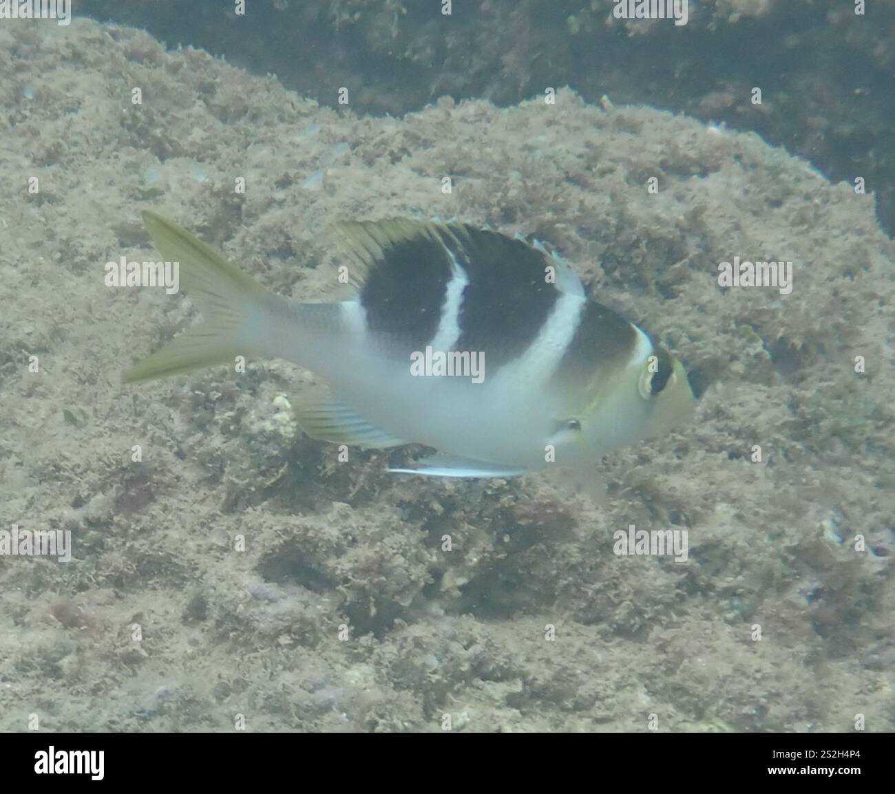 Humpnose Bigeye Bream (Monotaxis grandoculis Stock Photo - Alamy