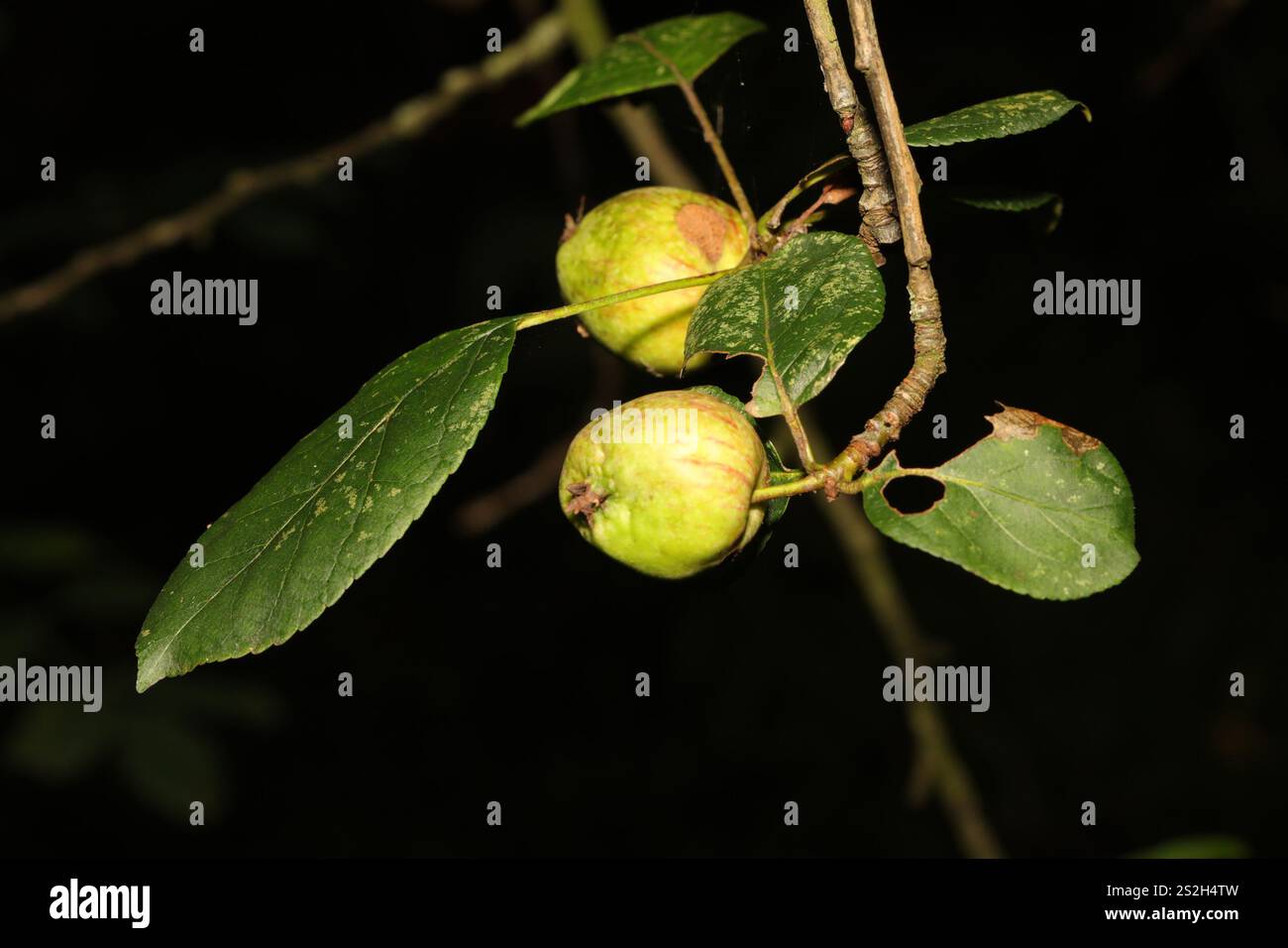 European Wild Apple (Malus sylvestris Stock Photo - Alamy