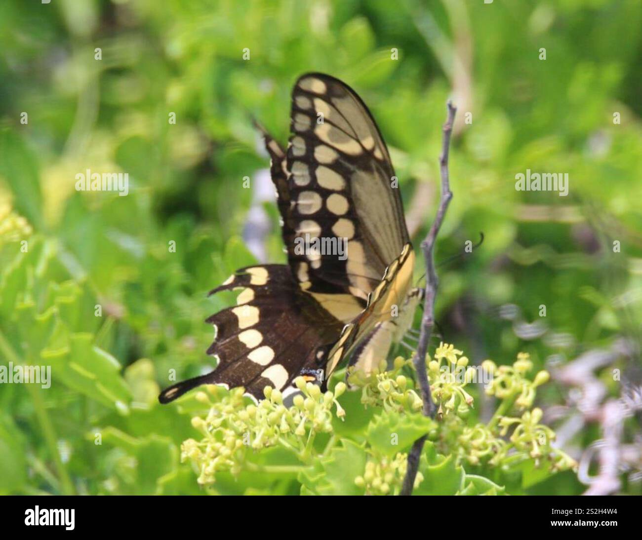 Western Giant Swallowtail (Heraclides rumiko Stock Photo - Alamy