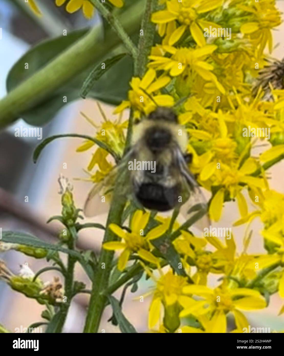 Common Eastern Bumble Bee (Bombus impatiens Stock Photo - Alamy