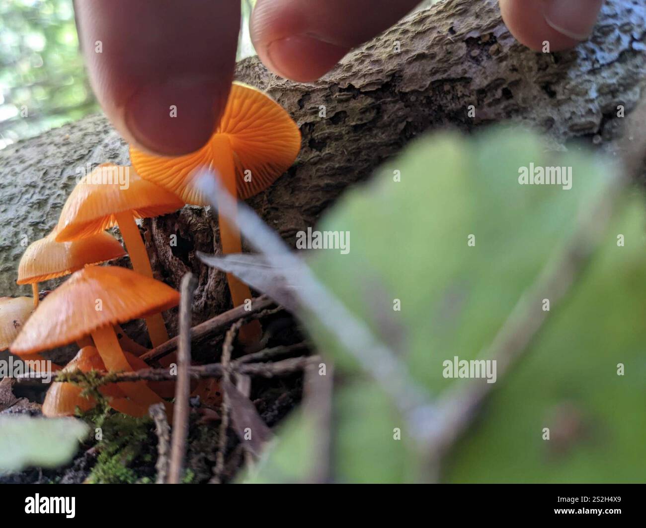 orange mycena (Mycena leaiana Stock Photo - Alamy