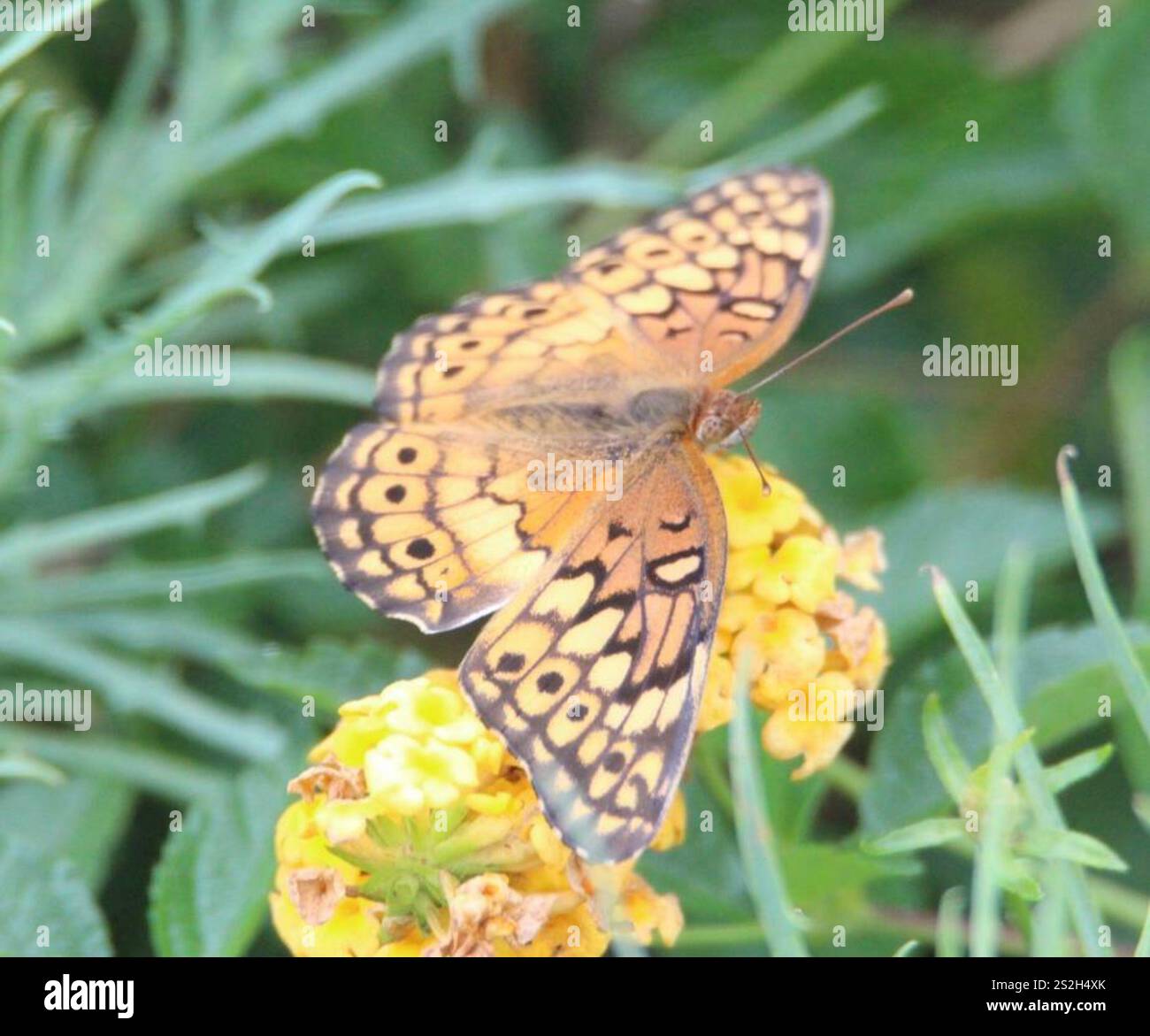 Variegated Fritillary (Euptoieta claudia Stock Photo - Alamy