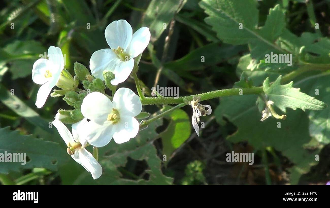 White Wall-rocket (Diplotaxis erucoides Stock Photo - Alamy