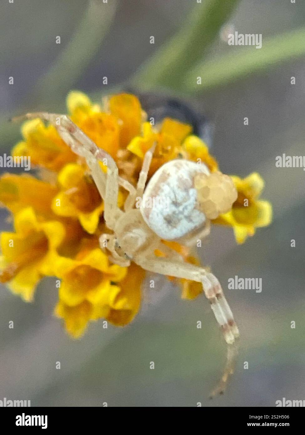 Crab Spiders (Thomisidae Stock Photo - Alamy