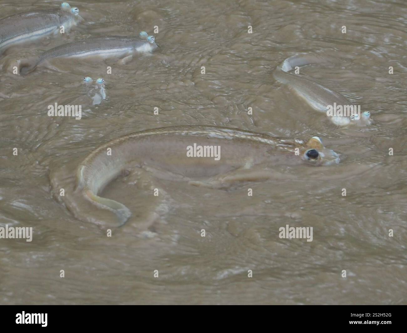 Largescale Four-eyed Fish (Anableps anableps Stock Photo - Alamy