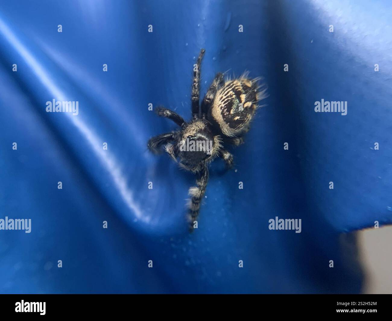 canopy jumping spider (Phidippus otiosus Stock Photo - Alamy