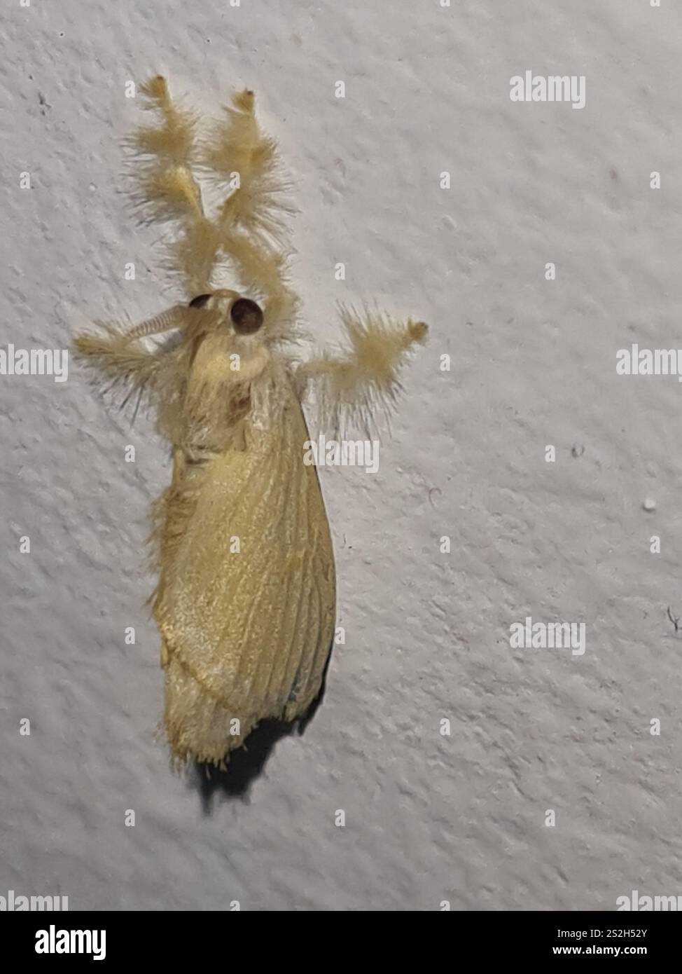 Jewel Caterpillar Moths (Dalceridae Stock Photo - Alamy