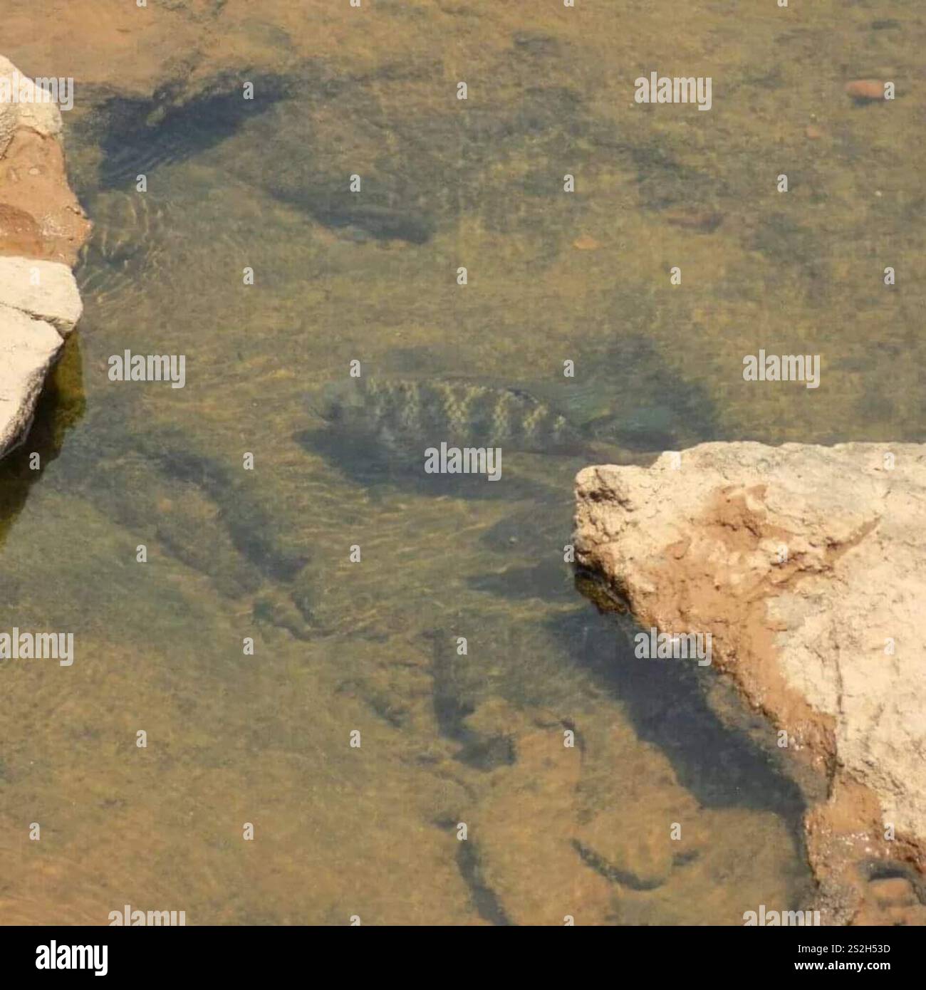 Redbreast Tilapia (Coptodon rendalli Stock Photo - Alamy