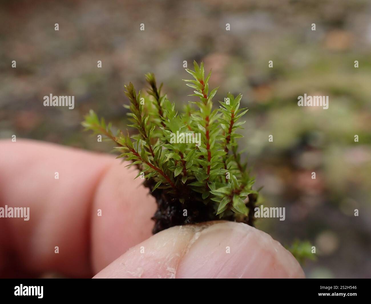 Long-leaved Thread Moss (Ptychostomum pseudotriquetrum Stock Photo - Alamy