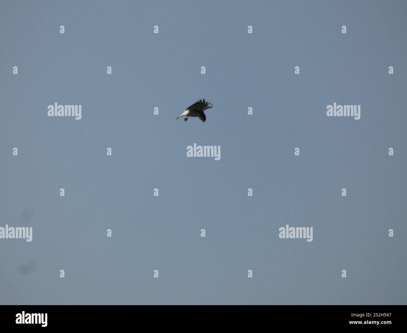 Variable Hawk (Geranoaetus polyosoma Stock Photo - Alamy