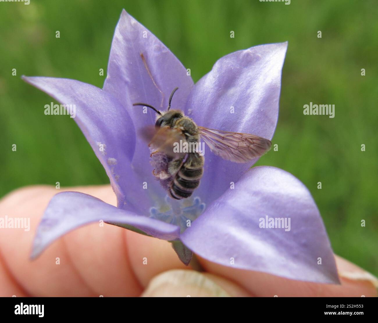 African Blue Bell (Wahlenbergia undulata Stock Photo - Alamy