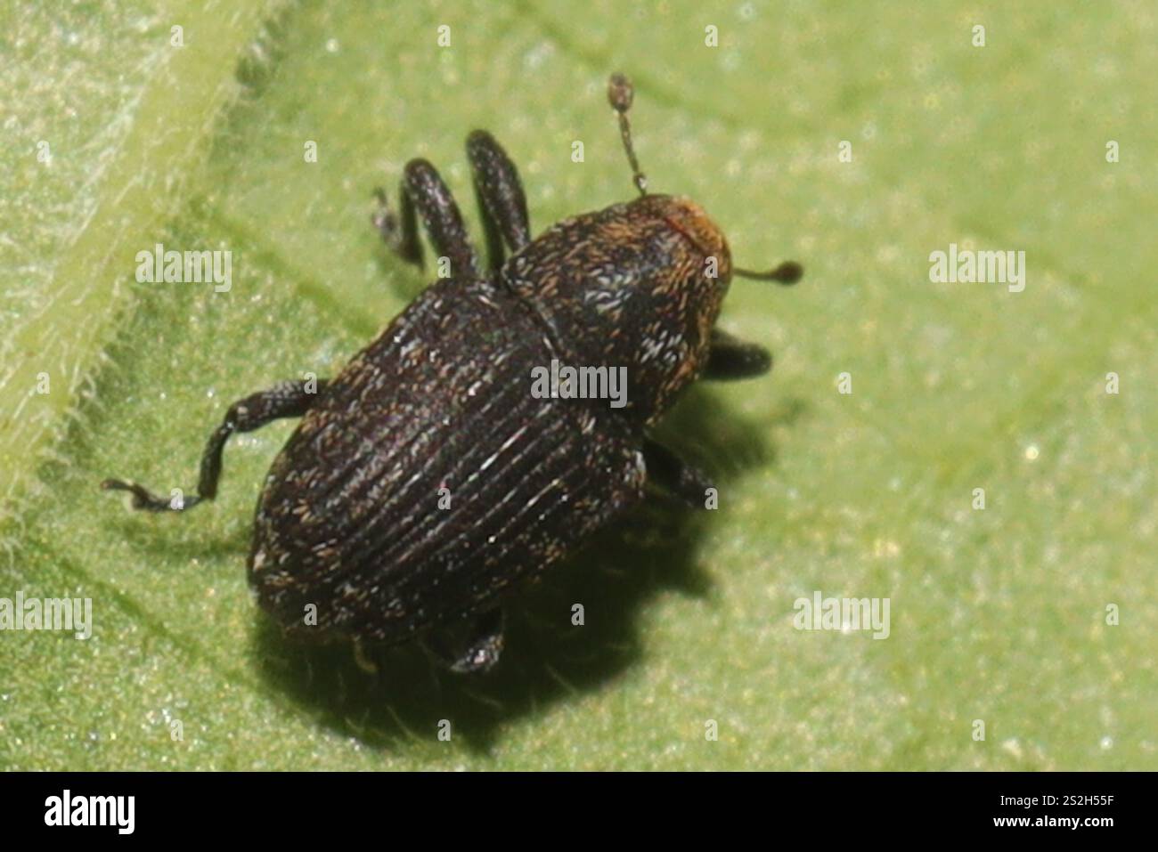 True Weevils (Curculionidae Stock Photo - Alamy