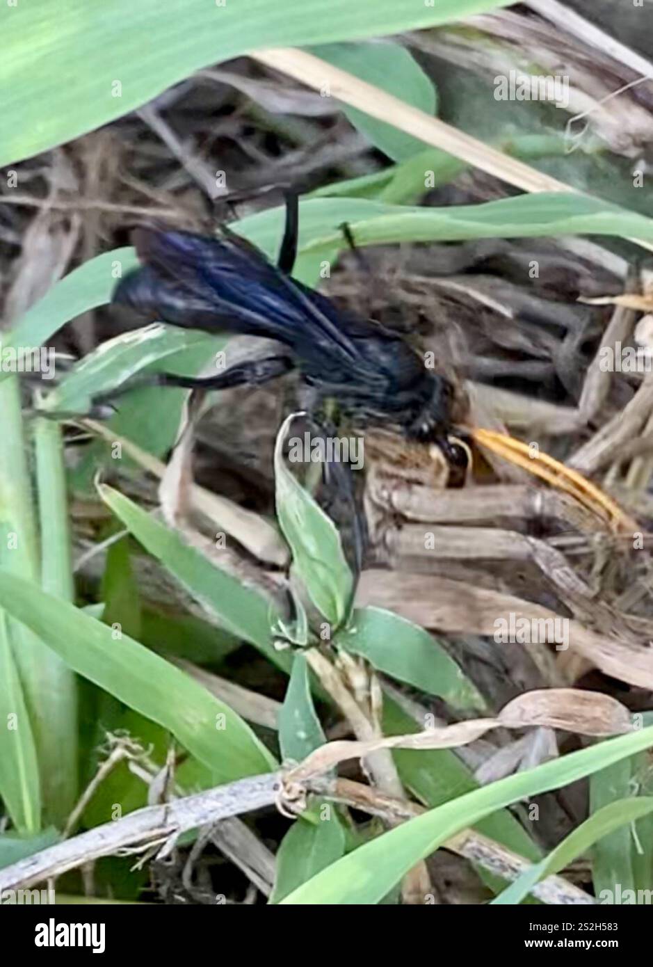 Tarantula-hawk Wasps and Allies (Pepsini Stock Photo - Alamy
