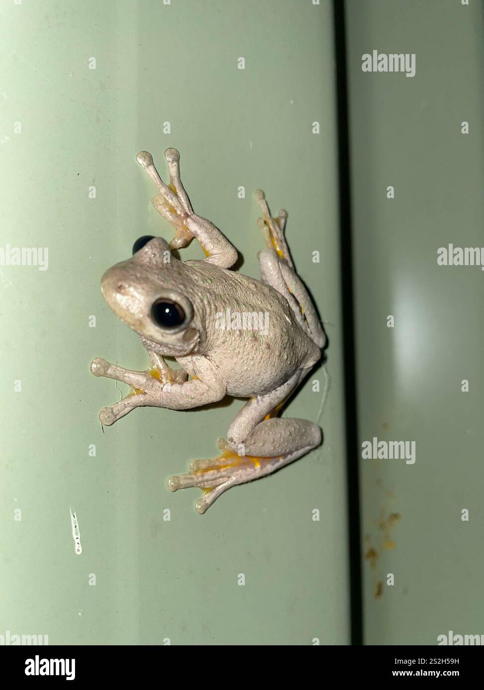 Peron's Tree Frog (Litoria peronii Stock Photo - Alamy