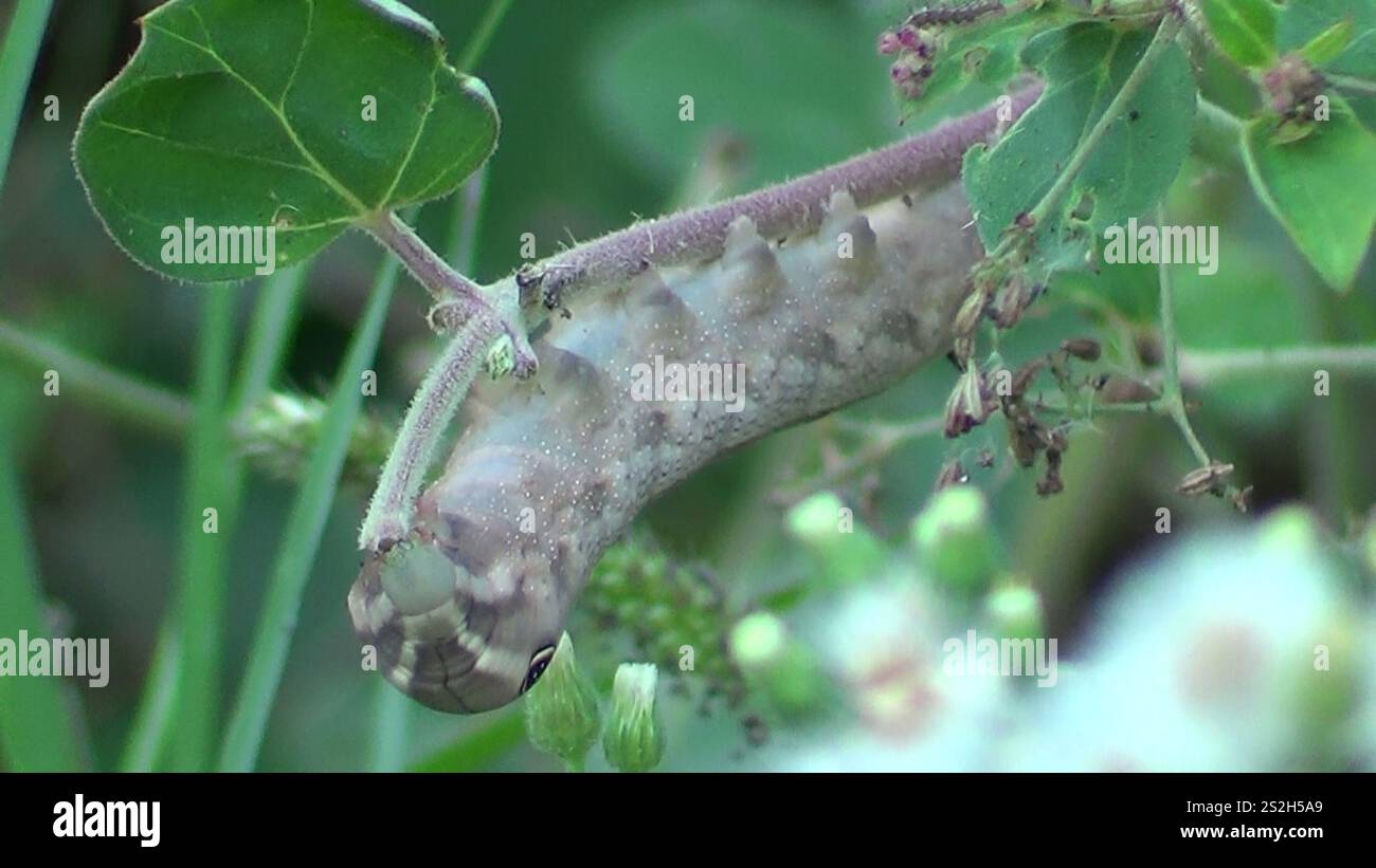 Vine Hawkmoth (Hippotion celerio Stock Photo - Alamy