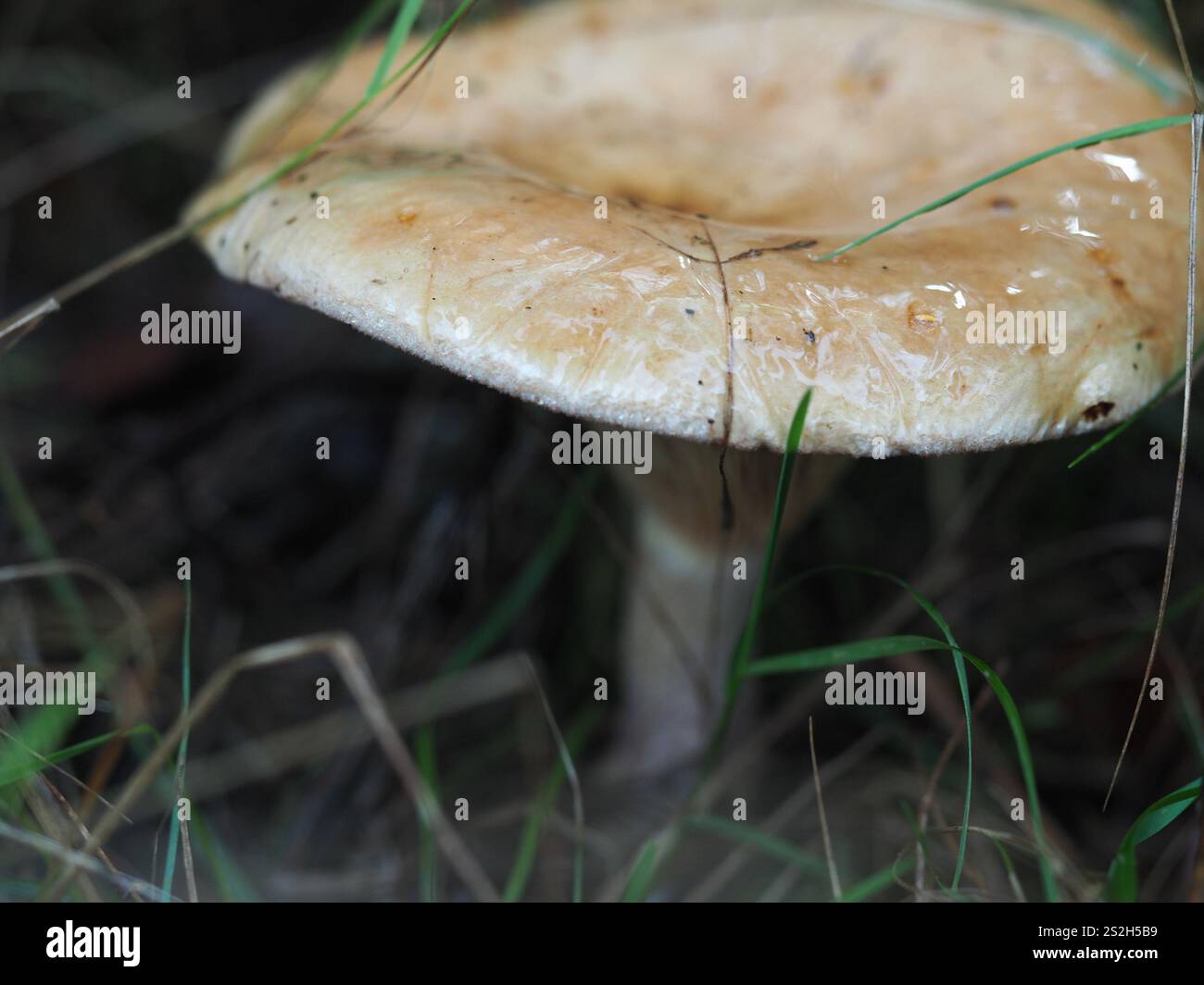 Brown Roll-Rim (Paxillus involutus Stock Photo - Alamy