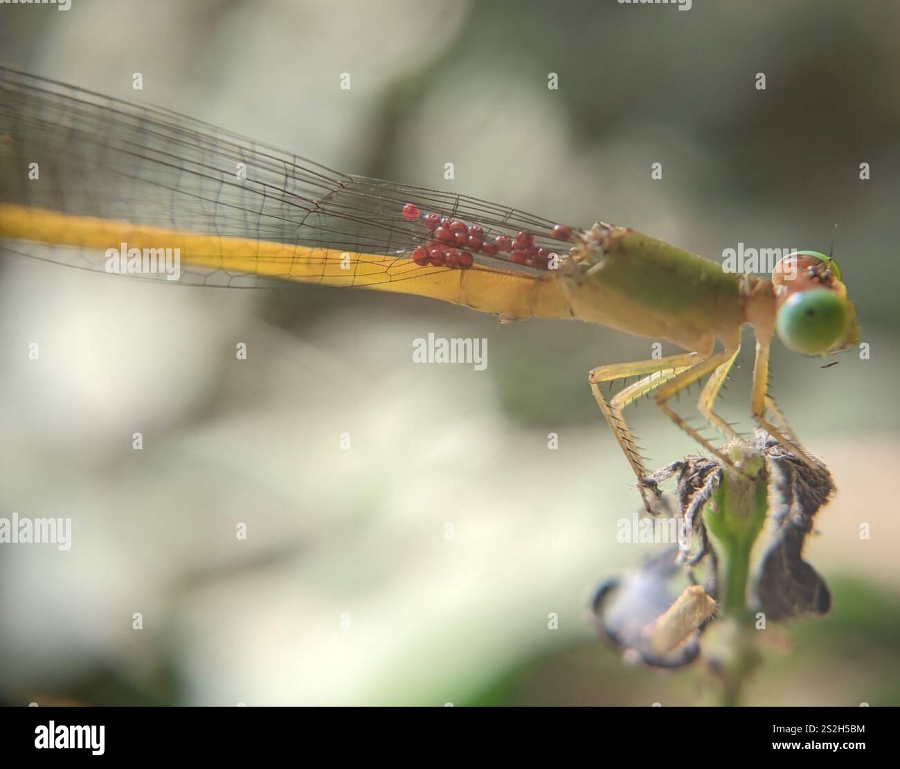 Water Mites (Hydrachnidia Stock Photo - Alamy