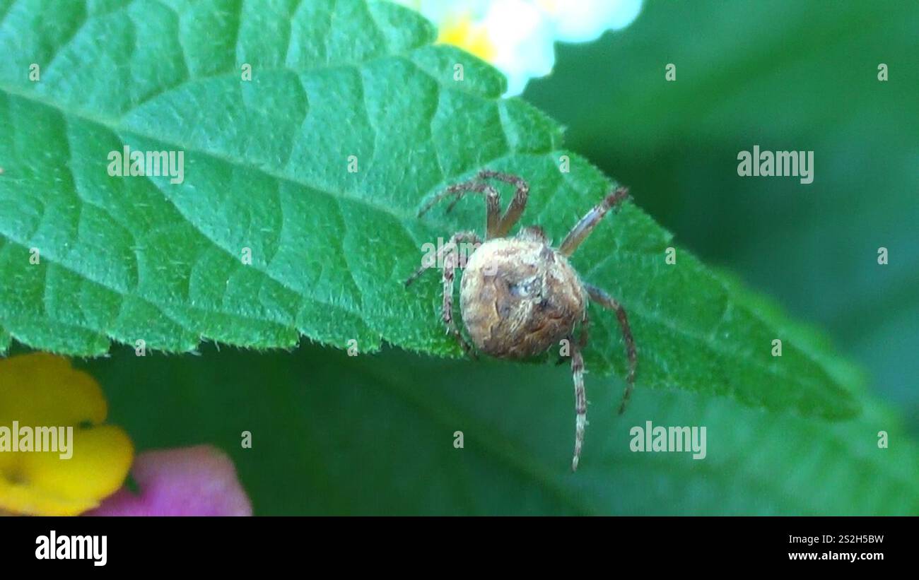 Common Hairy Field Spider (Neoscona subfusca Stock Photo - Alamy