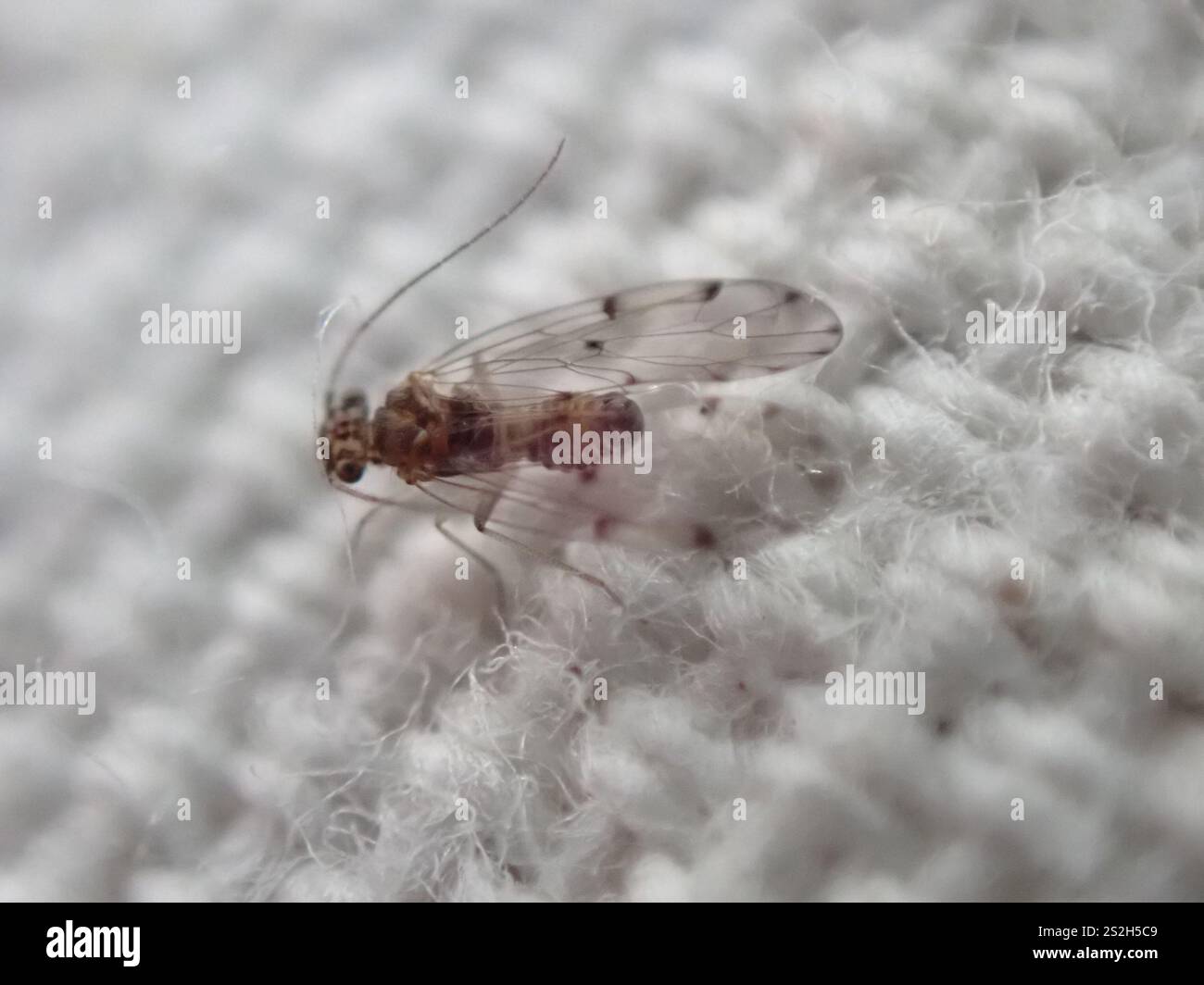 Barklice, Booklice, and Parasitic Lice (Psocodea Stock Photo - Alamy