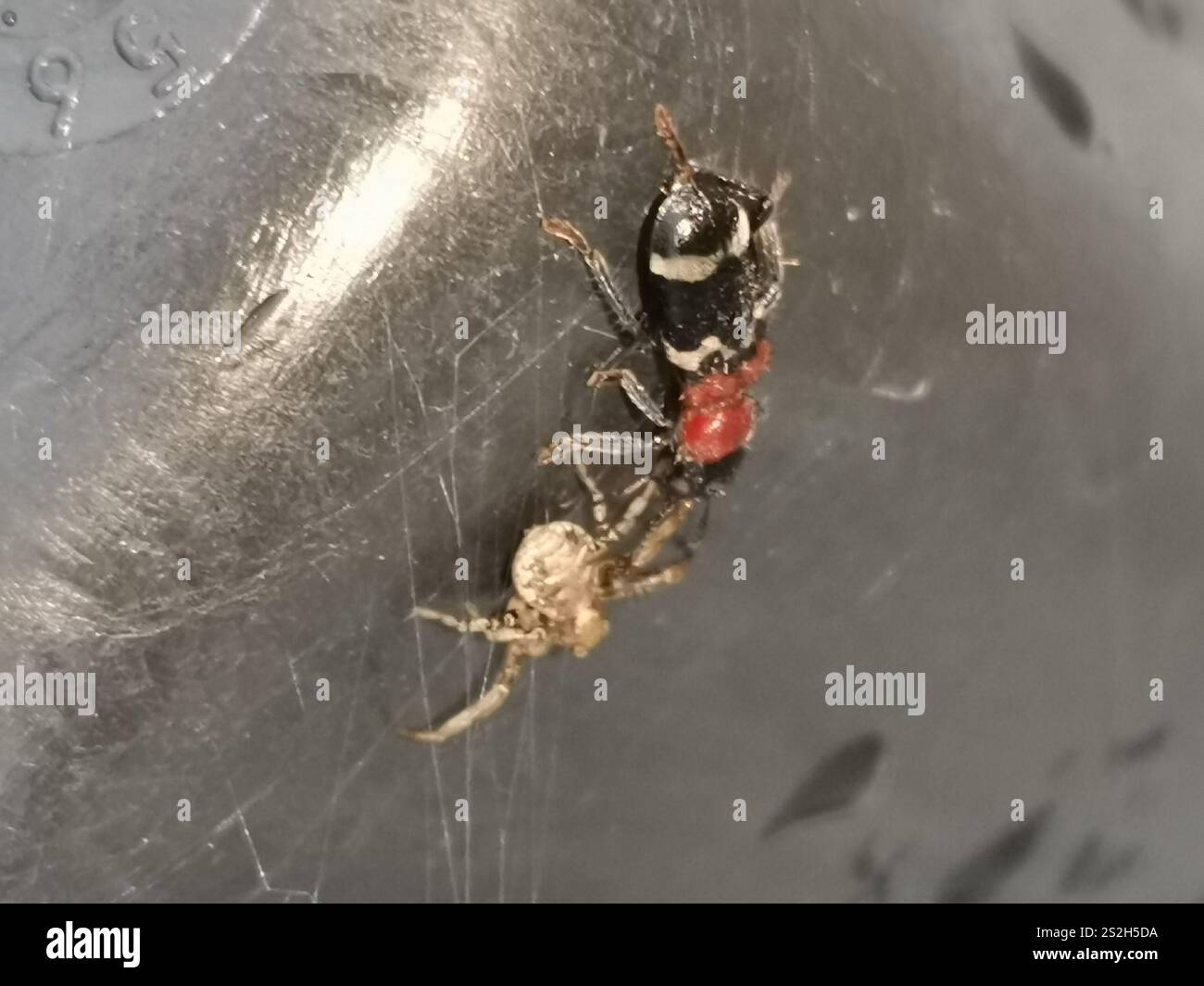 European Red-bellied Clerid (Thanasimus formicarius Stock Photo - Alamy