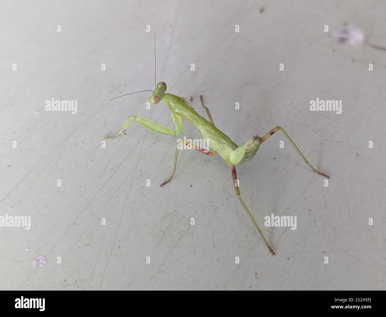 Giant Asian Mantis (Hierodula patellifera Stock Photo - Alamy