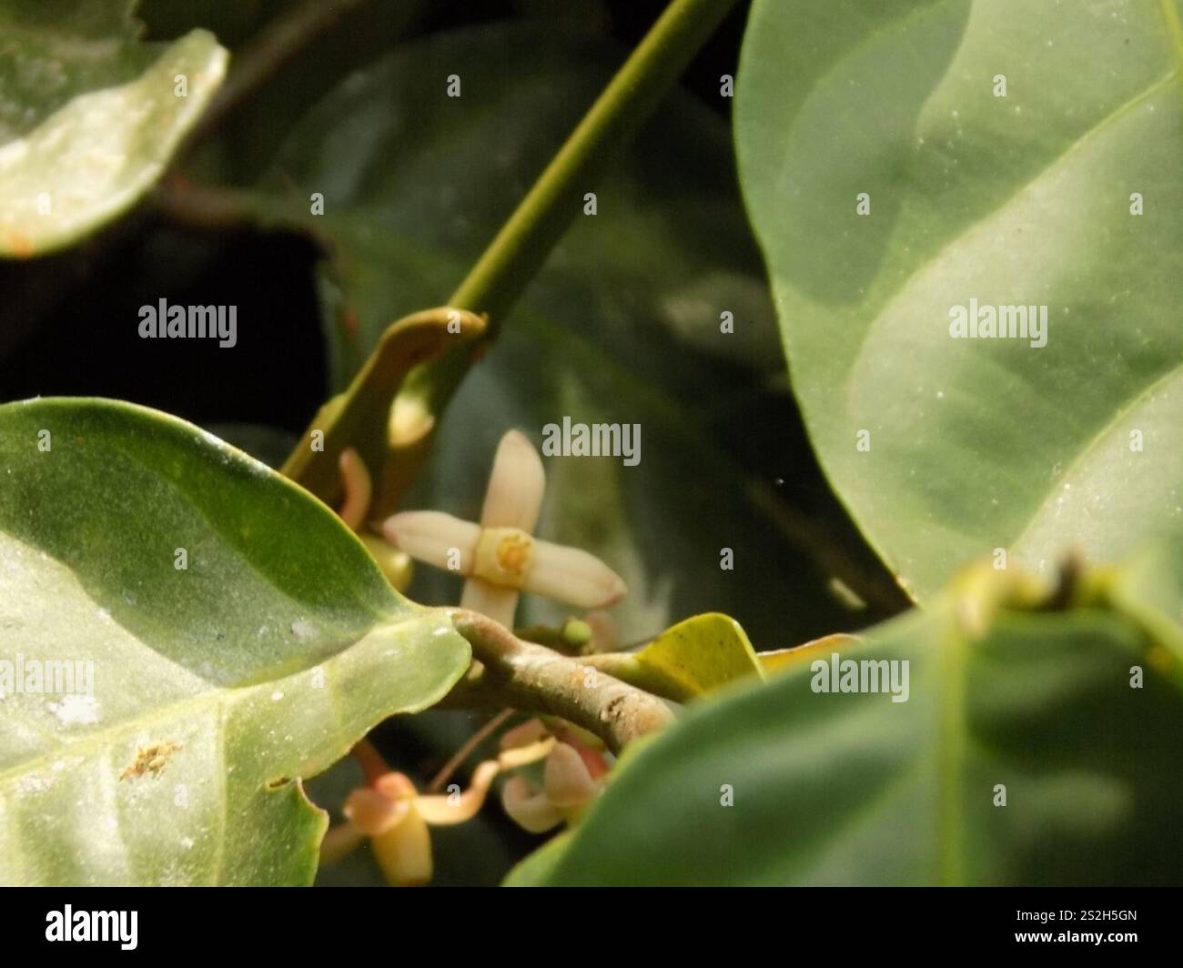 Muskwood hi-res stock photography and images - Alamy