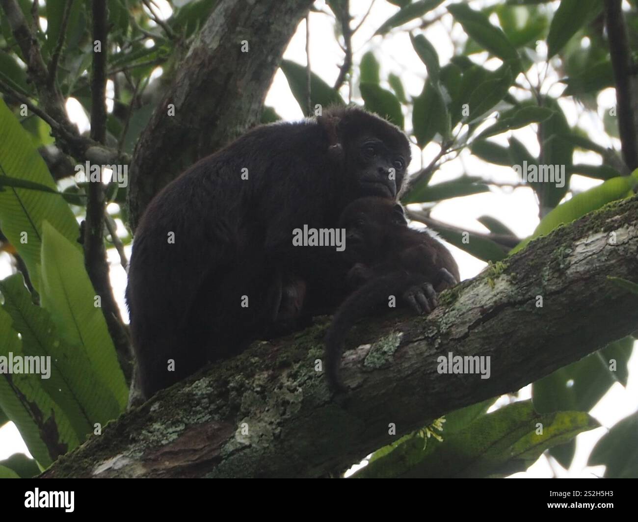 Mantled Howler Monkey (Alouatta palliata Stock Photo - Alamy