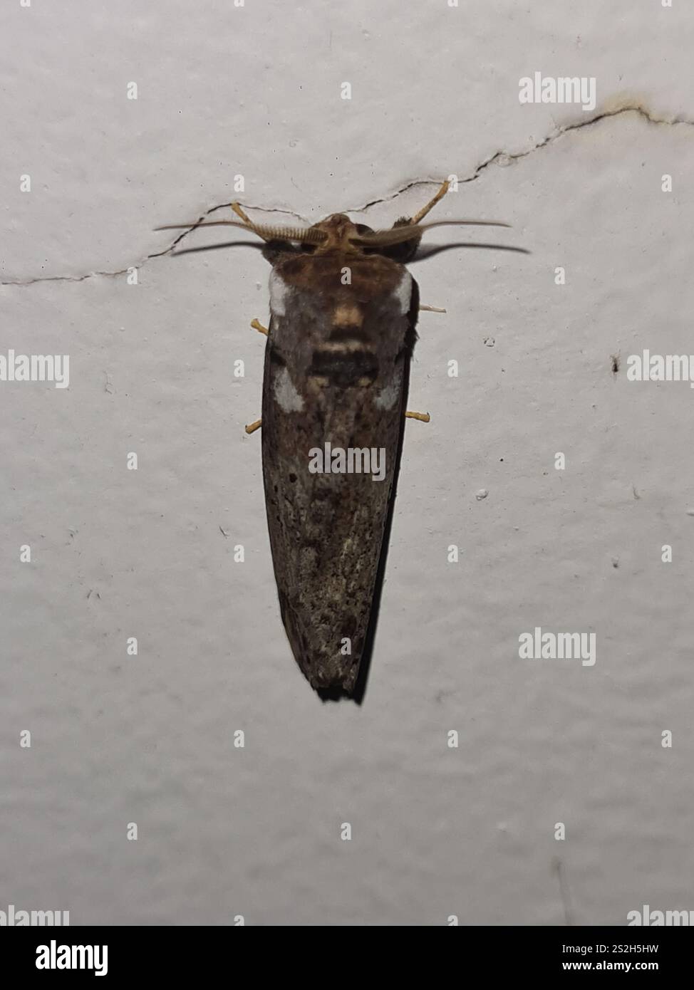 Carpenter and Leopard Moths (Cossidae Stock Photo - Alamy